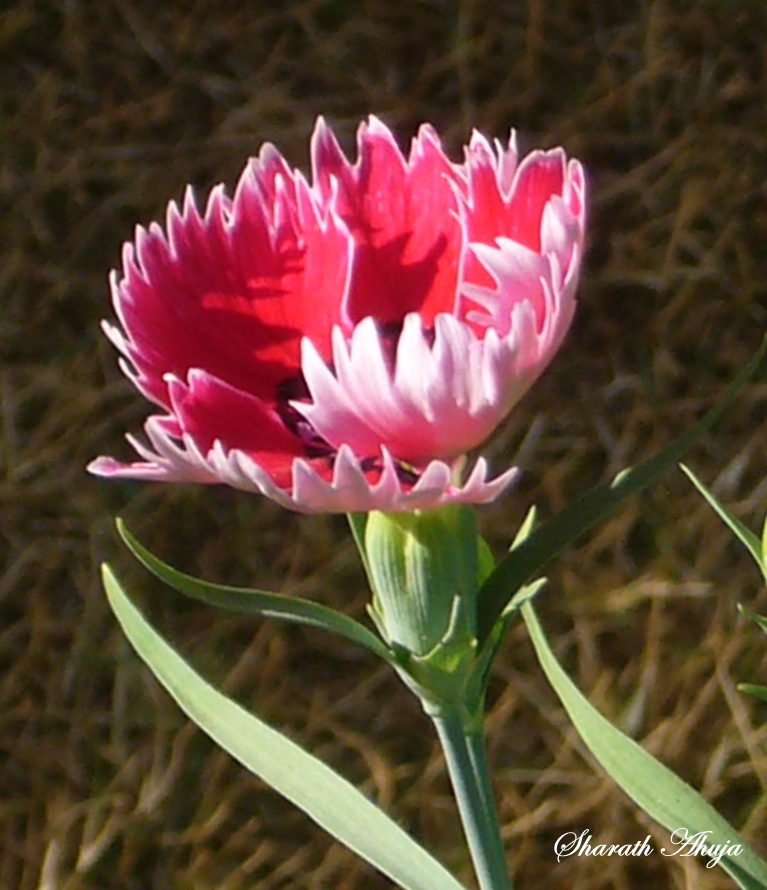 Indian Institute of Science