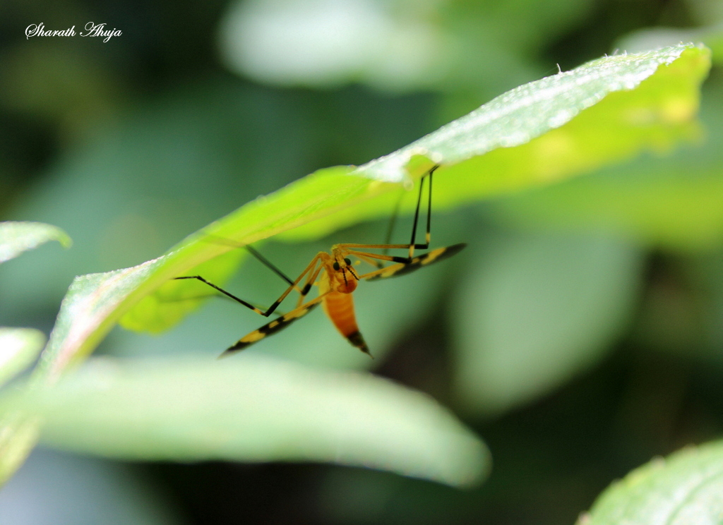 Indian Institute of Science Bangalore