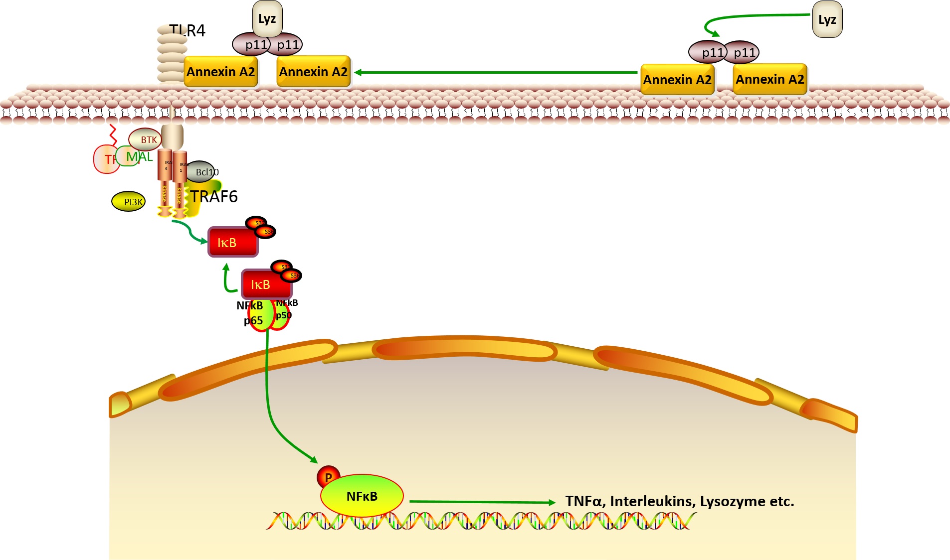 Indian Institute of Science