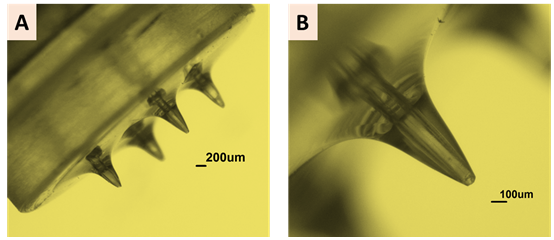 Indian Institute of Science