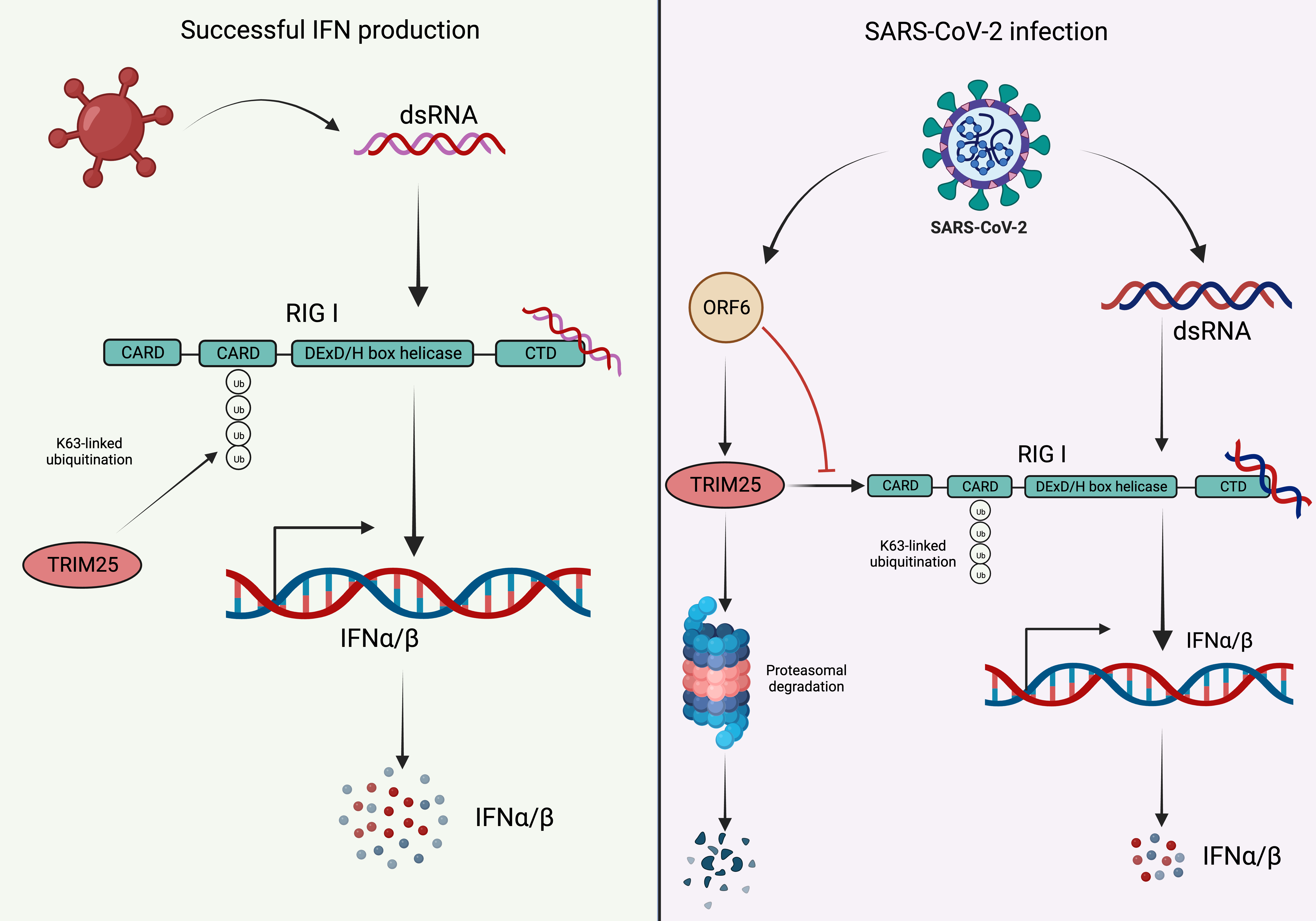 Indian Institute of Science
