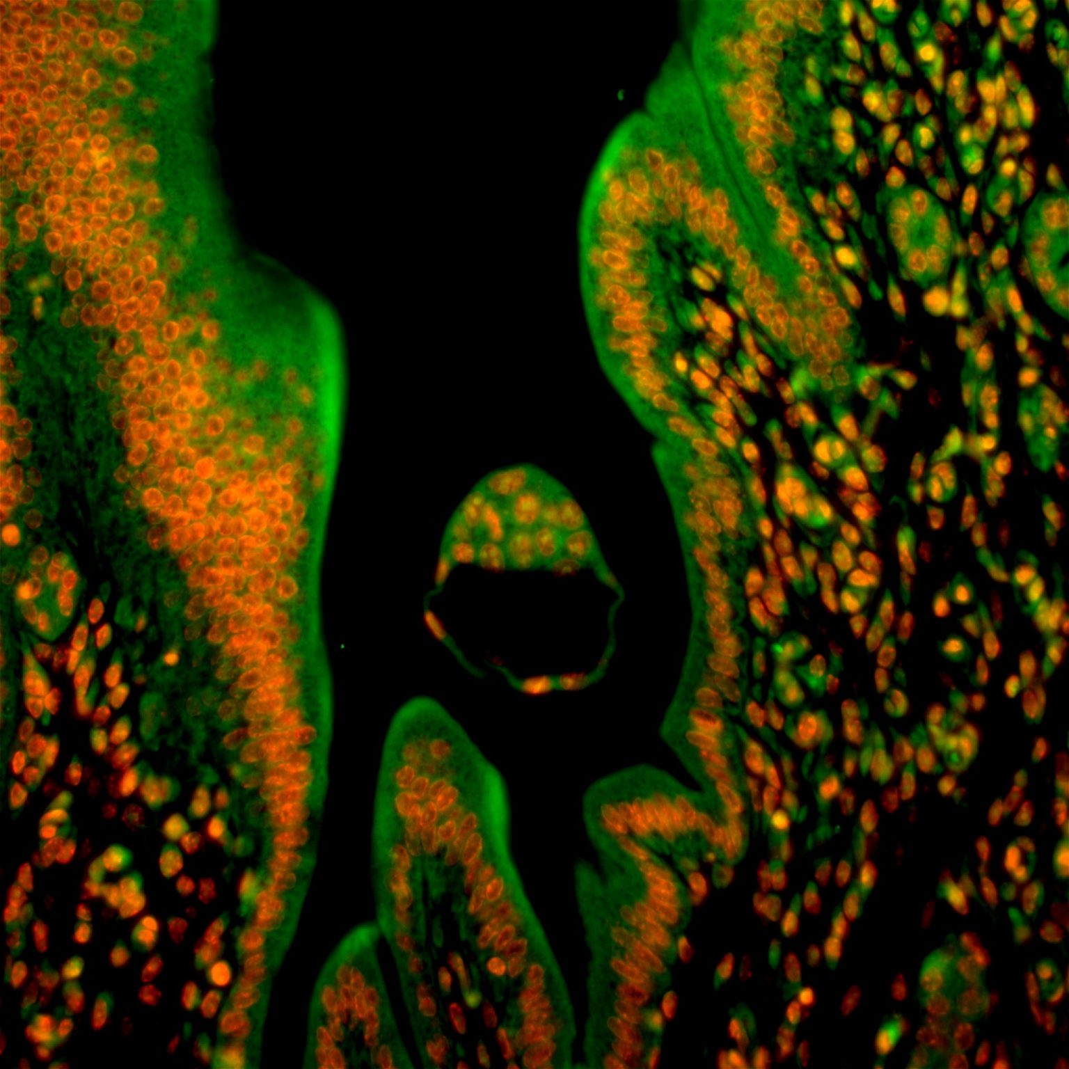 Indian Institute of Science