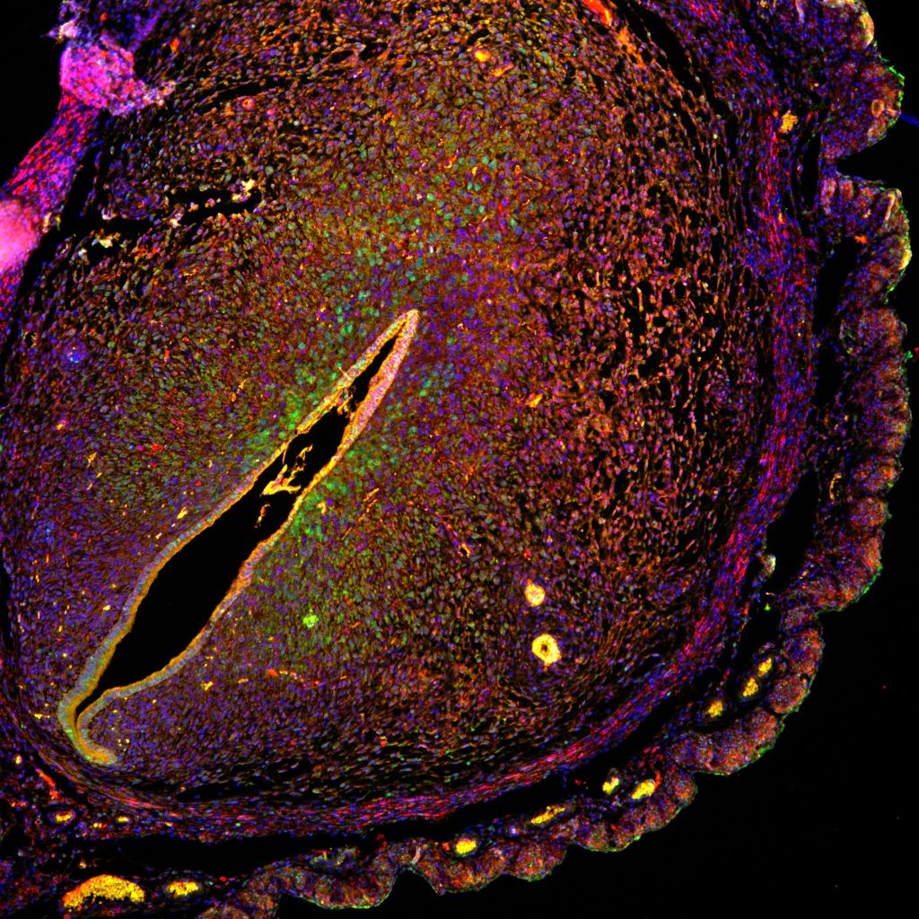 Indian Institute of Science